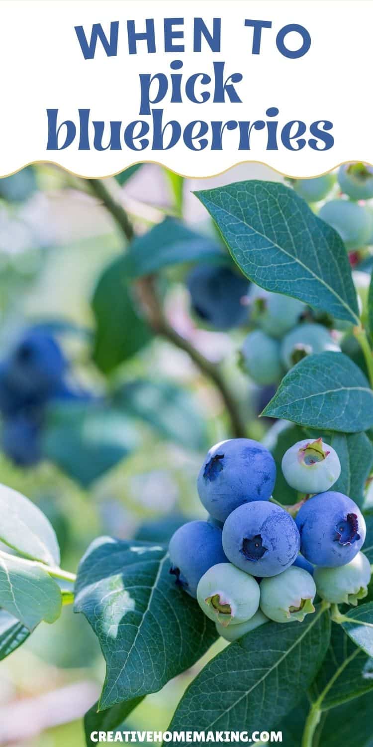When to Pick Blueberries: A Guide to Harvesting Perfect Berries ...