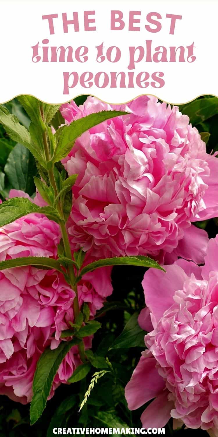 Best Time to Plant Peonies: A Guide for Thriving Blooms - Creative ...
