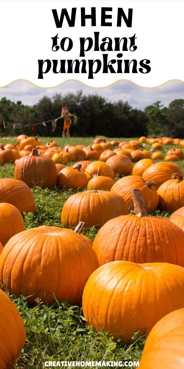 When to Plant Pumpkins for Optimal Growth and Harvest Timing - Creative ...