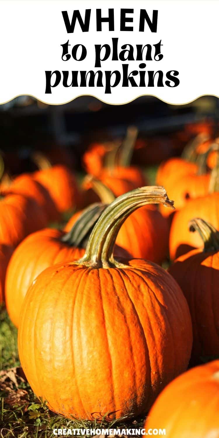 When to Plant Pumpkins for Optimal Growth and Harvest Timing - Creative ...