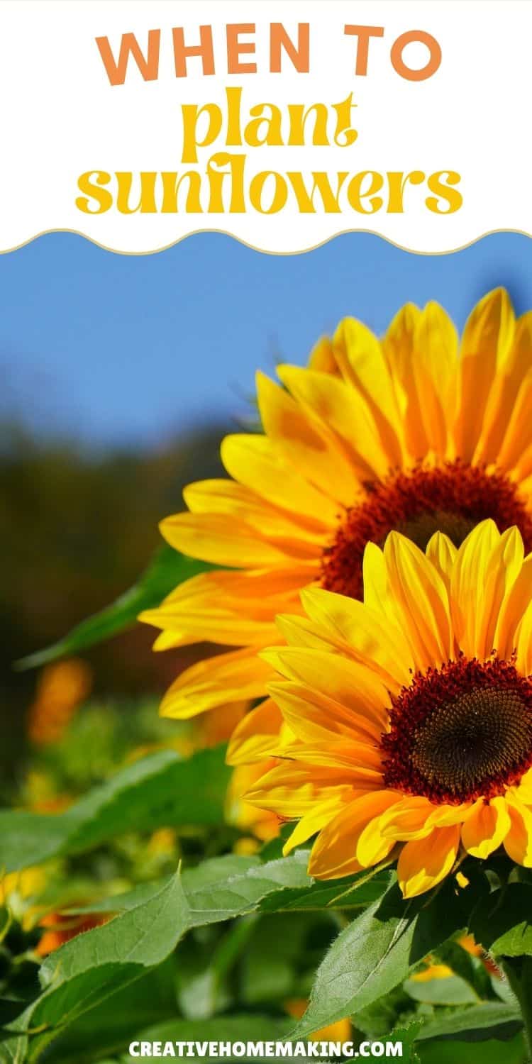 When to Plant Sunflowers: A Simple Guide for Thriving Blooms - Creative ...