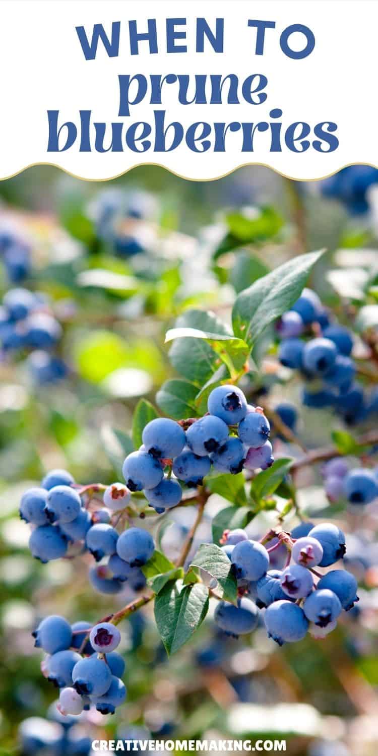 When to Prune Blueberries: A Simple Guide for Healthy Plants - Creative ...