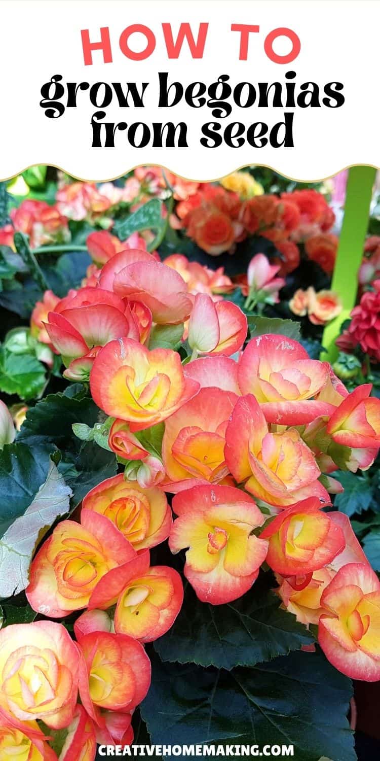 How to Grow Begonias from Seed: Easy Tips for Happy, Healthy Plants ...