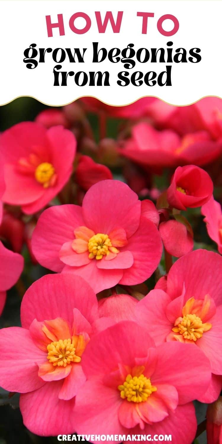 How to Grow Begonias from Seed: Easy Tips for Happy, Healthy Plants ...
