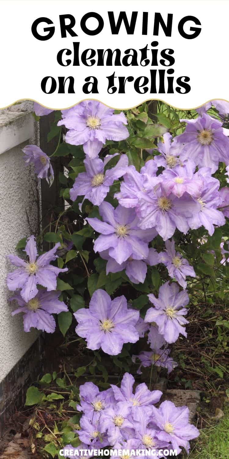 How to Grow Clematis on a Trellis for Beautiful, Blooming Vines - Creative Homemaking
