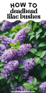 How to Deadhead Lilacs for Healthier, More Beautiful Blooms - Creative ...