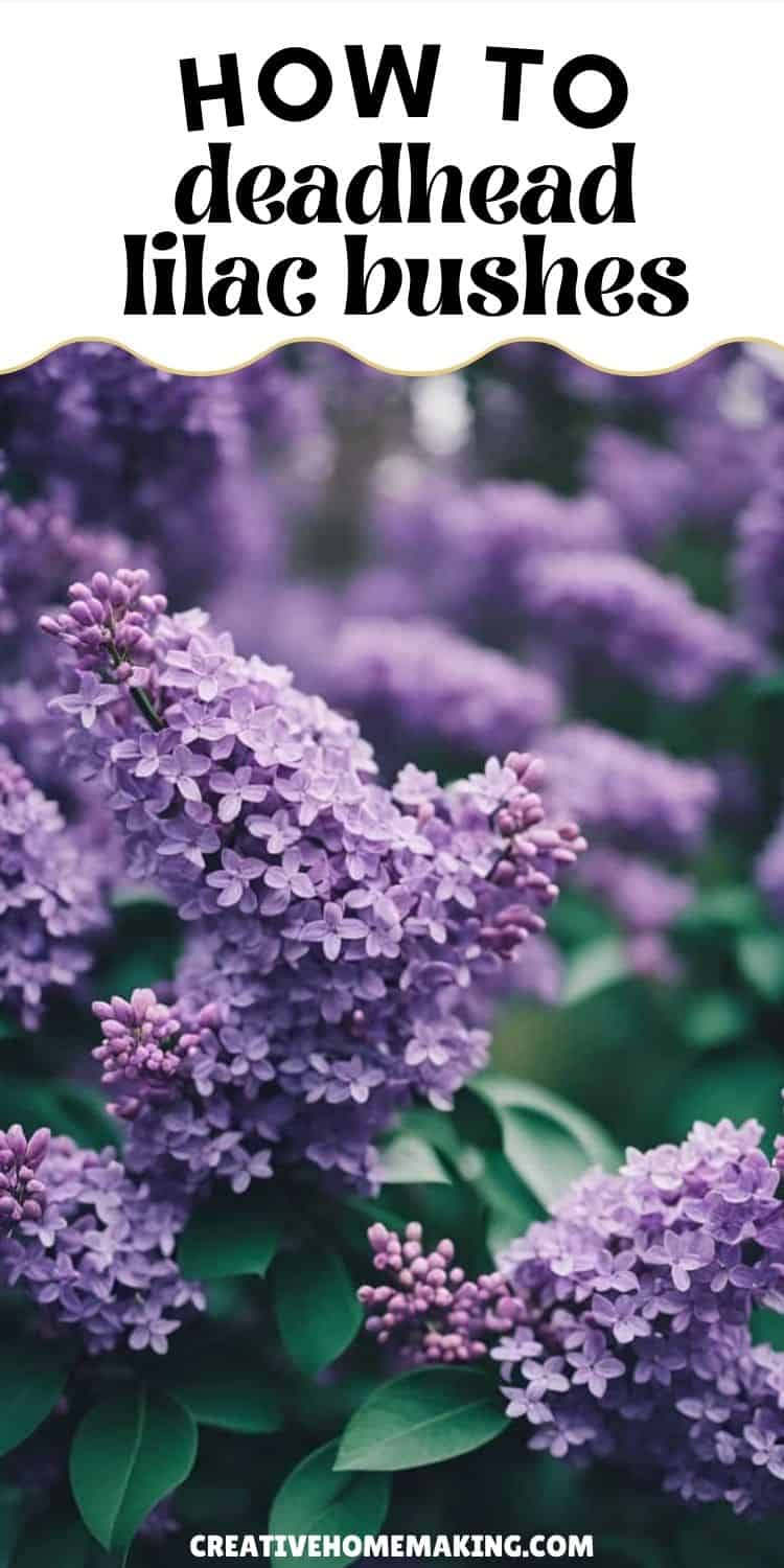 How to Deadhead Lilacs for Healthier, More Beautiful Blooms - Creative ...