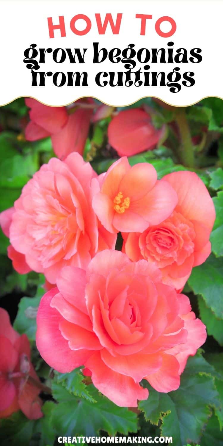 How to Grow Begonias from Cuttings: Easy Steps for Beautiful Blooms ...