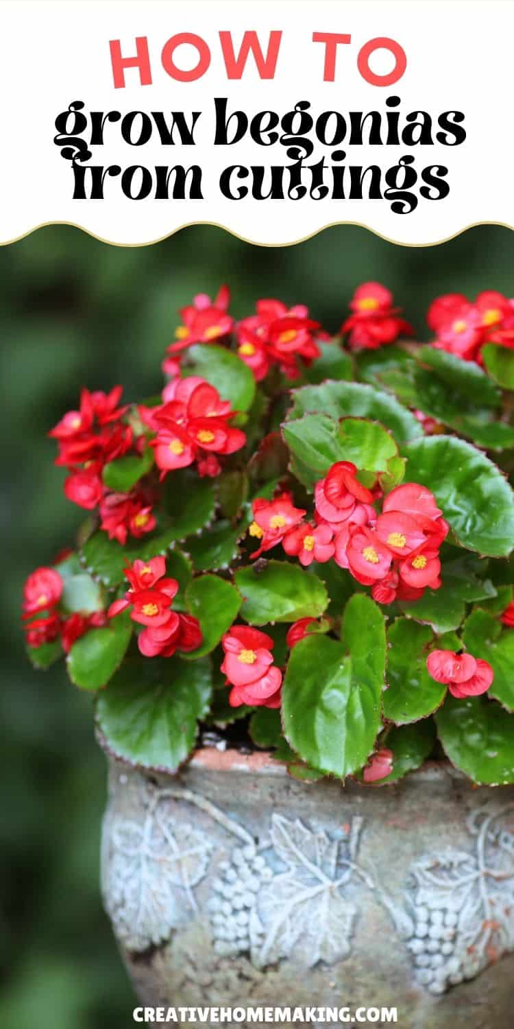 How to Grow Begonias from Cuttings: Easy Steps for Beautiful Blooms ...