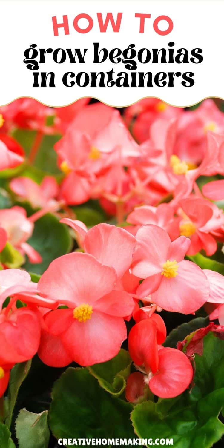 How to Grow Begonias in Containers: Easy Tips for Beautiful Blooms ...