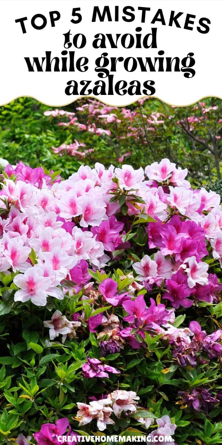 Top 5 Mistakes to Avoid While Growing Azaleas for a Beautiful Bloom ...