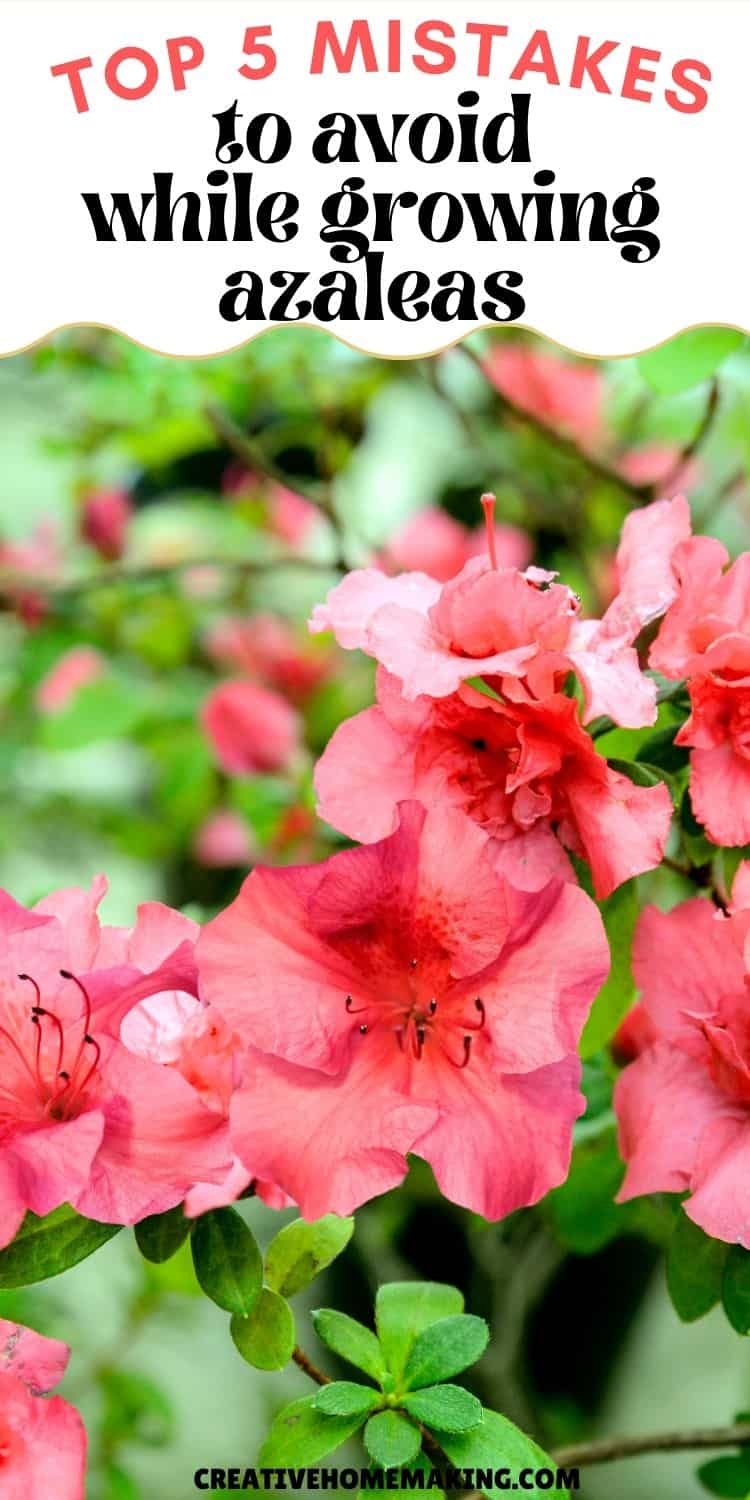 Top 5 Mistakes to Avoid While Growing Azaleas for a Beautiful Bloom ...