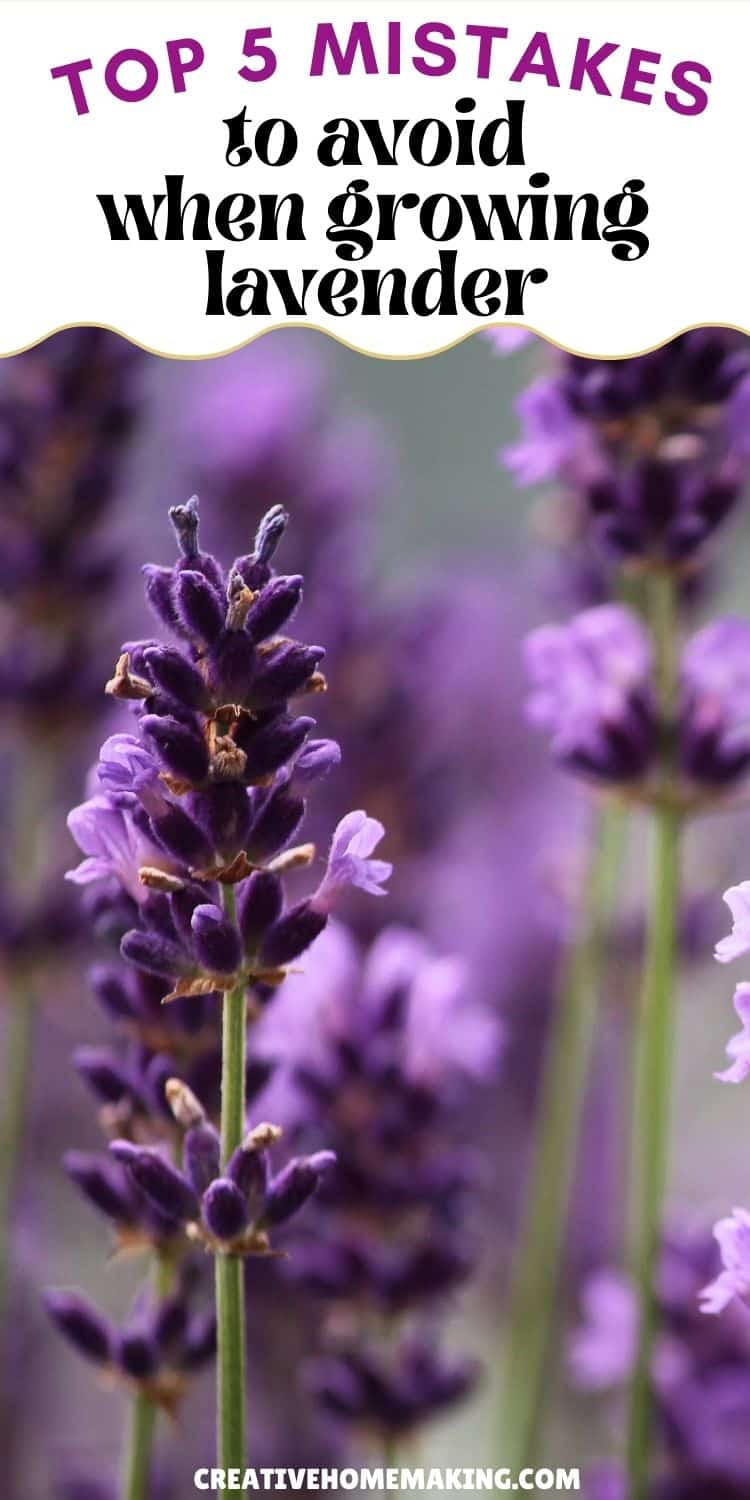5 Mistakes to Avoid While Growing Lavender for a Healthy, Fragrant ...