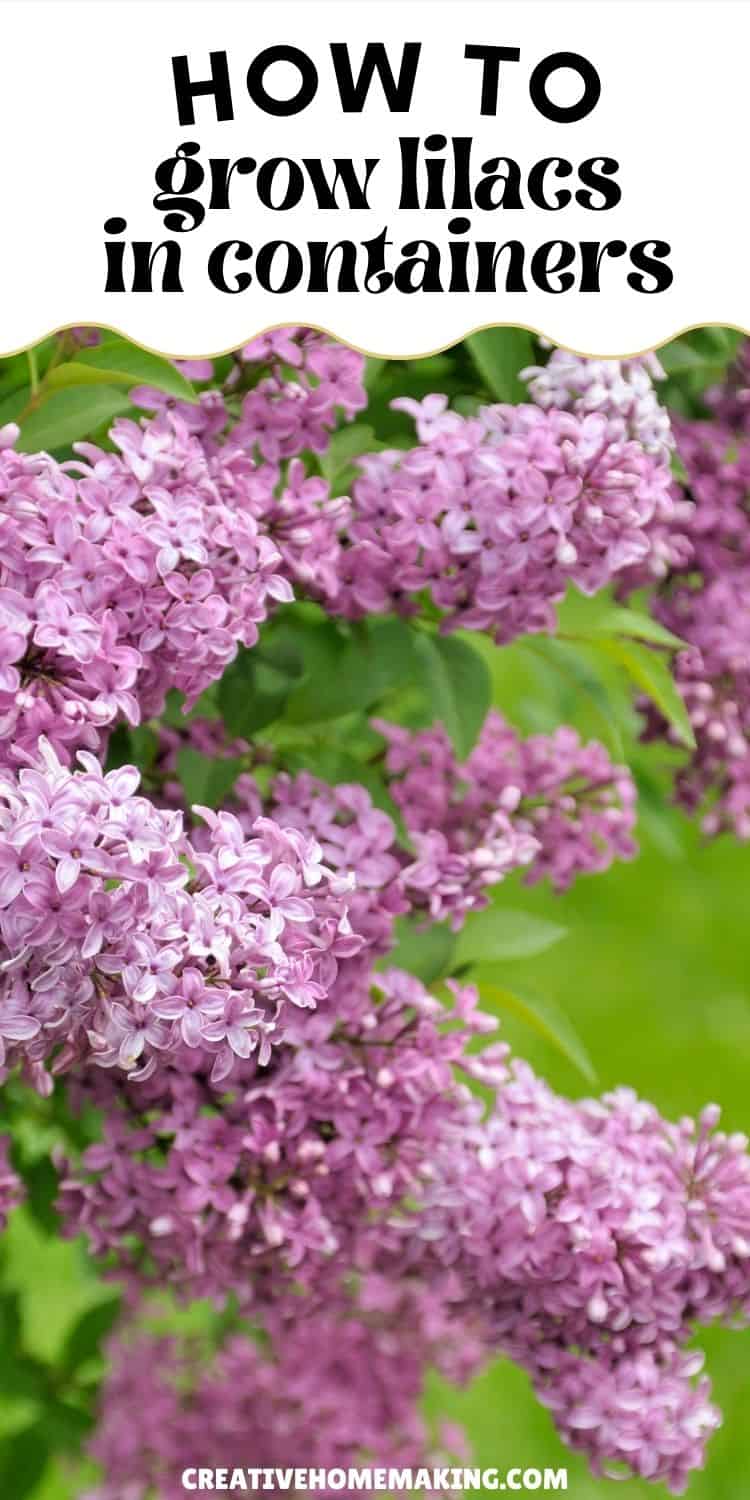 How to Grow Lilacs in Containers: Easy Tips for Beautiful Blooms ...