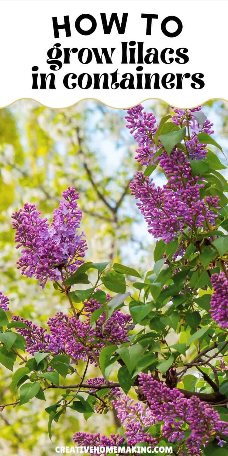 How to Grow Lilacs in Containers: Easy Tips for Beautiful Blooms ...