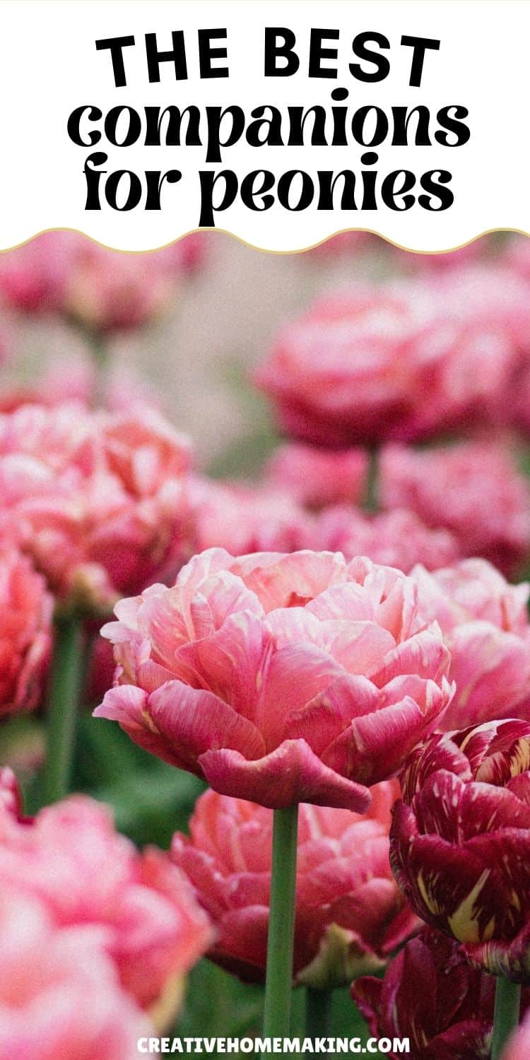 Best Companion Plants for Peonies to Brighten Your Garden Naturally ...
