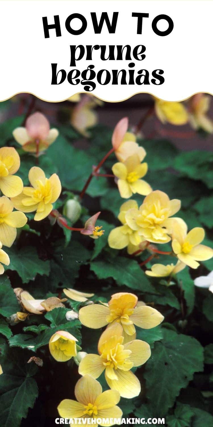 How to Deadhead and Prune Begonias for Healthier, Happier Plants ...