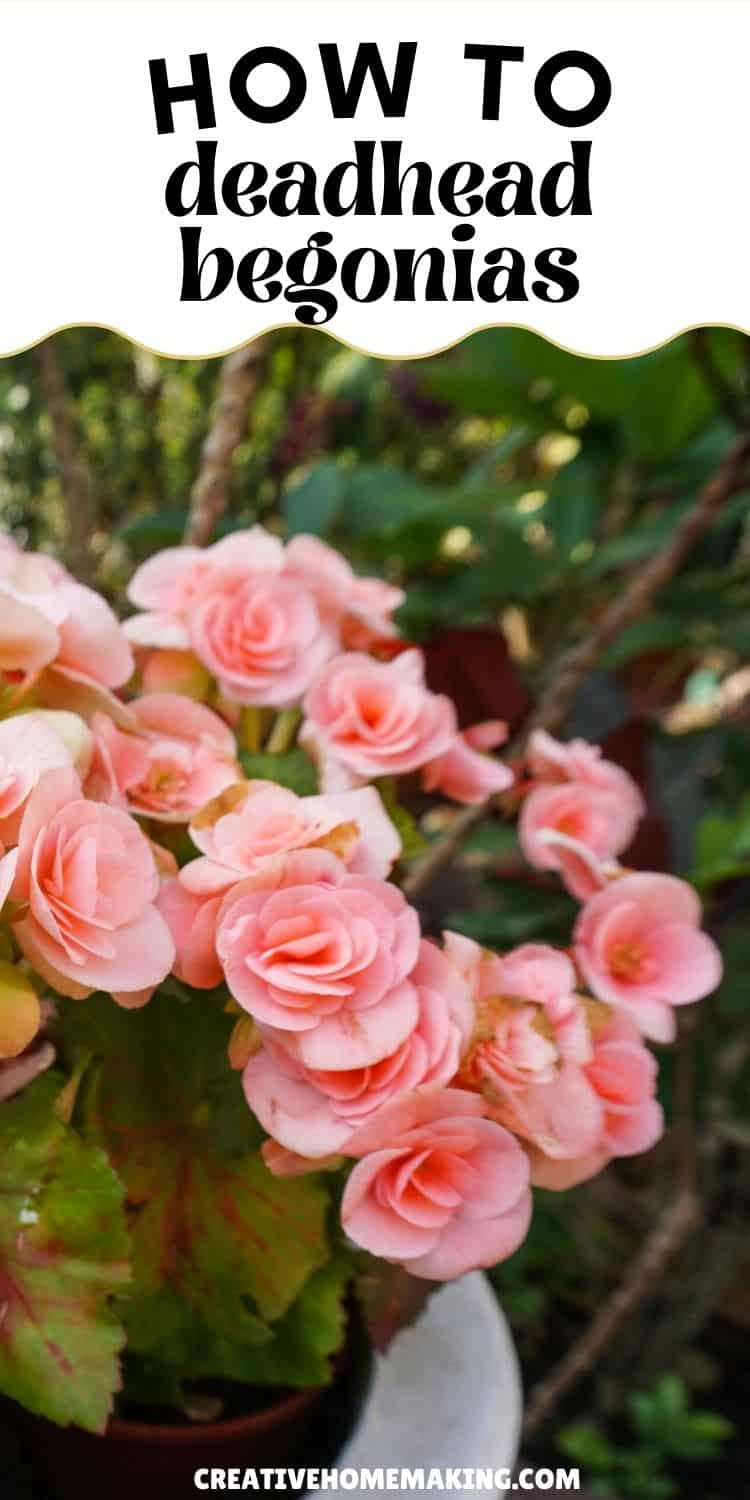 How to Deadhead and Prune Begonias for Healthier, Happier Plants ...