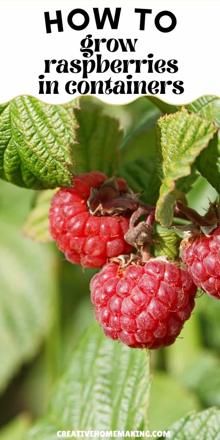 How to Grow Raspberries in Containers Easily at Home - Creative Homemaking