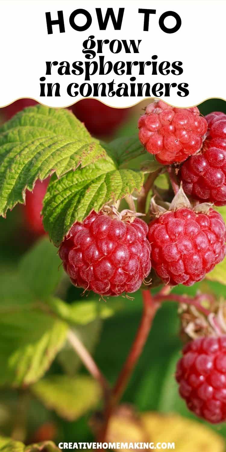 How to Grow Raspberries in Containers Easily at Home - Creative Homemaking