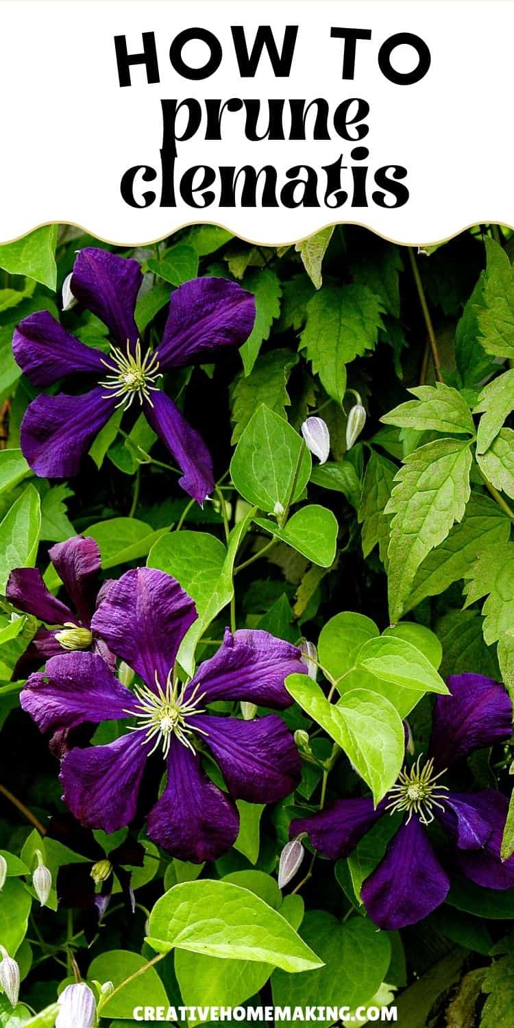 How to Prune Clematis for Healthy Growth and Beautiful Blooms ...