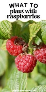 Companion Plants for Raspberries to Boost Growth and Keep Pests Away ...