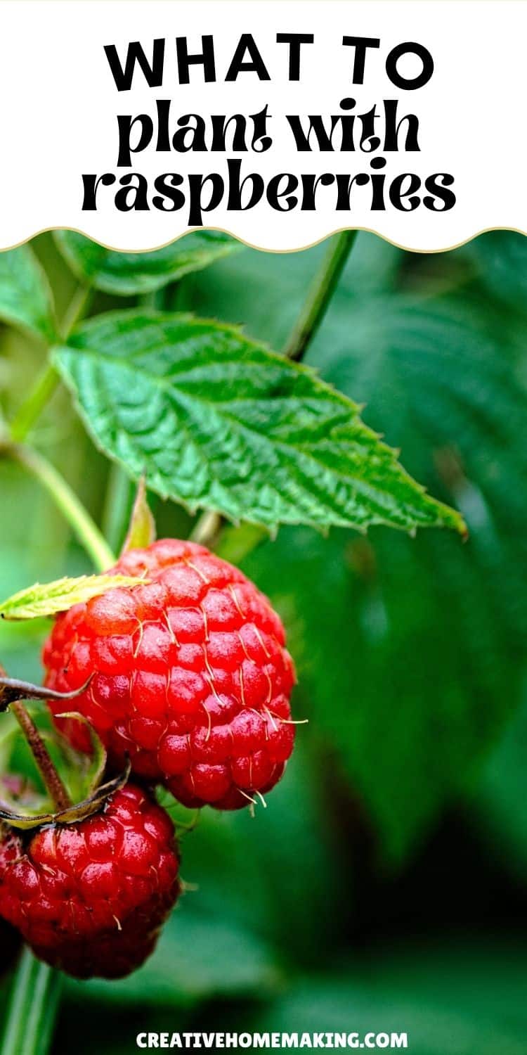Companion Plants for Raspberries to Boost Growth and Keep Pests Away ...