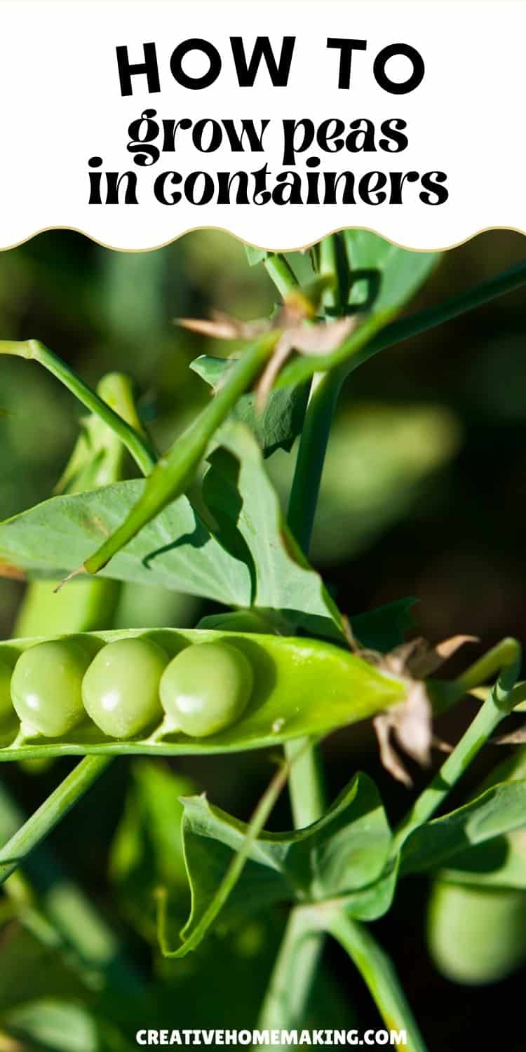 How to Grow Peas in Containers: Easy Tips for a Bountiful Harvest ...