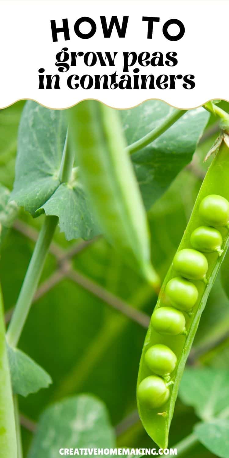 How to Grow Peas in Containers: Easy Tips for a Bountiful Harvest ...