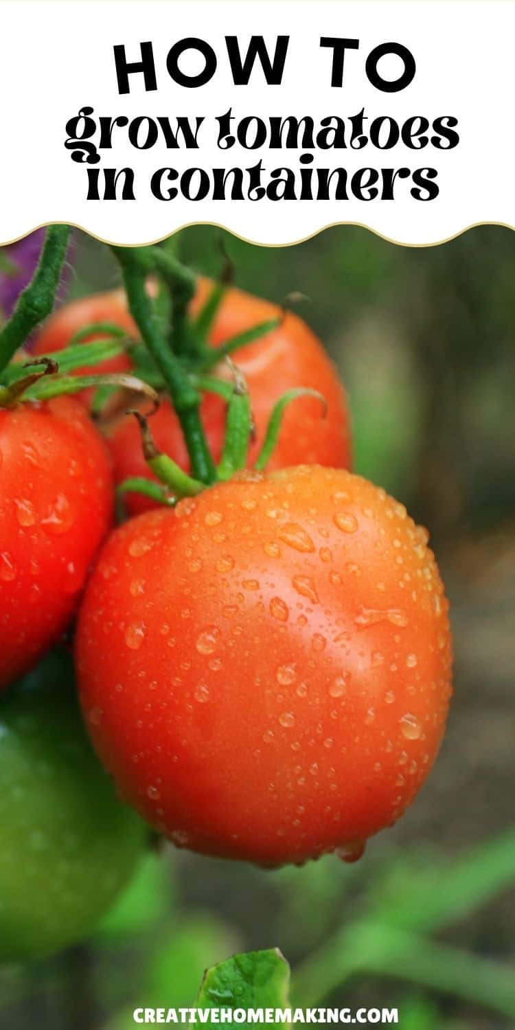 How to Grow Juicy Tomatoes in Containers: A Beginner’s Guide - Creative ...