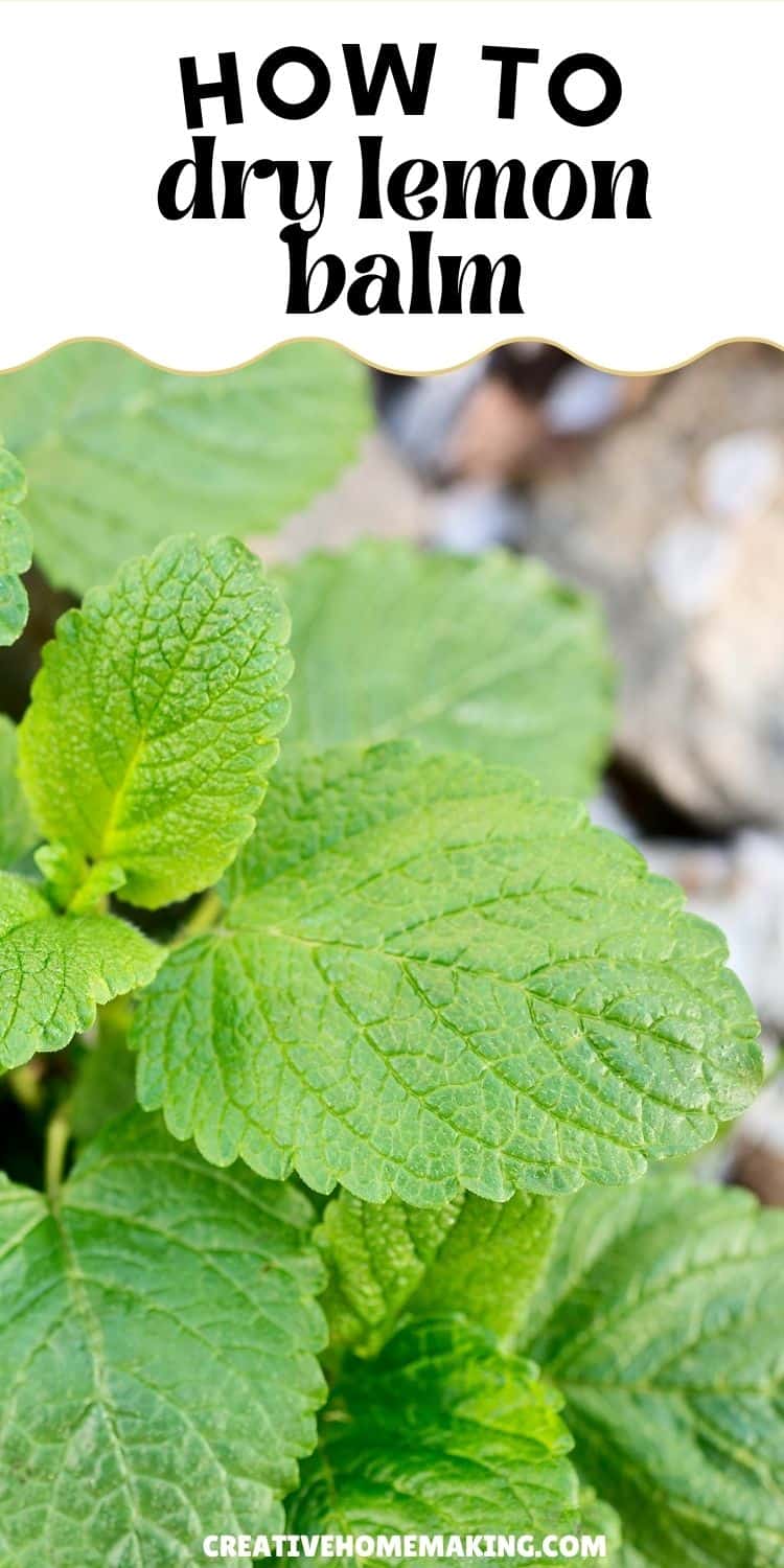 How to Dry Lemon Balm Quickly and Easily at Home - Creative Homemaking
