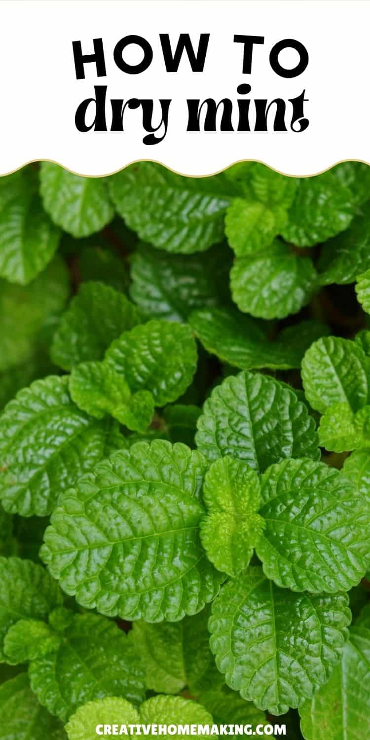 How to Dry Mint Easily for Fresh Flavor All Year Round - Creative ...