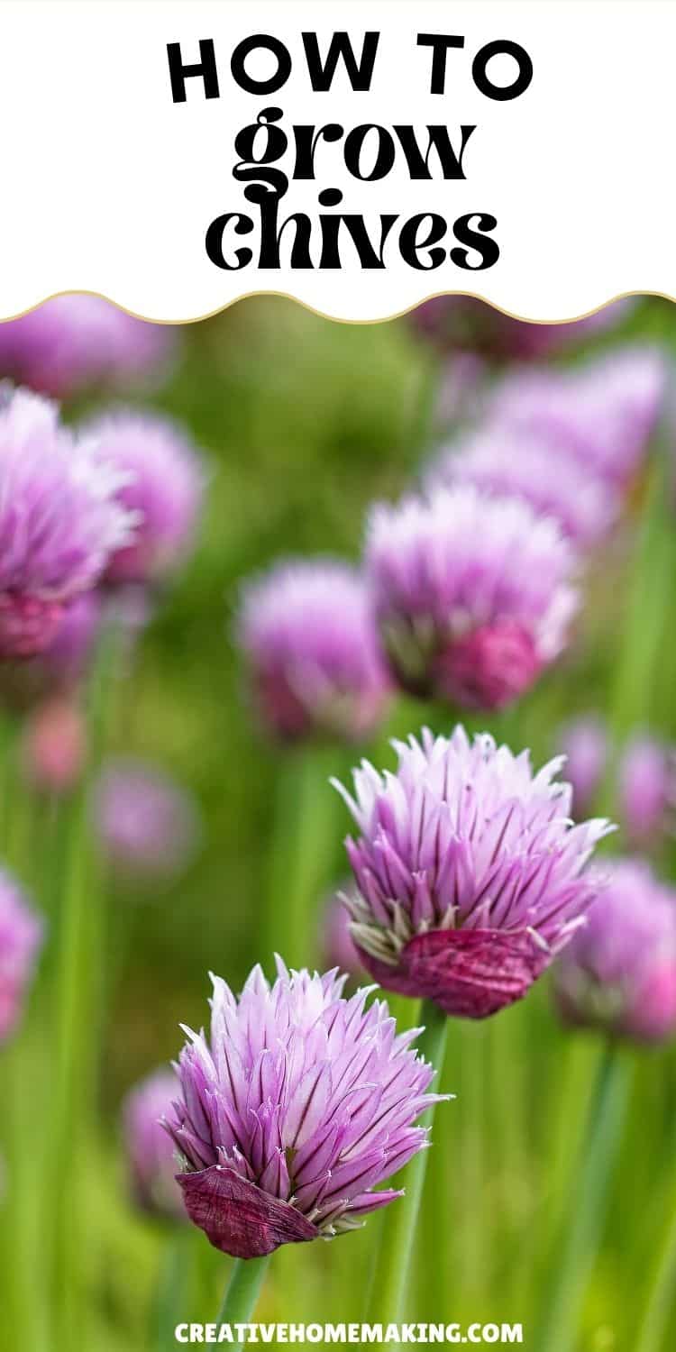 How to Grow Chives Easily in Your Home Garden - Creative Homemaking