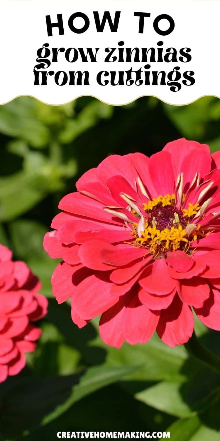 How to Grow Zinnias from Cuttings: Easy Steps for a Blooming Garden ...