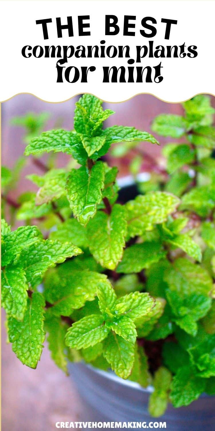 Grow Mint with These Perfect Companion Plants for a Thriving Herb ...