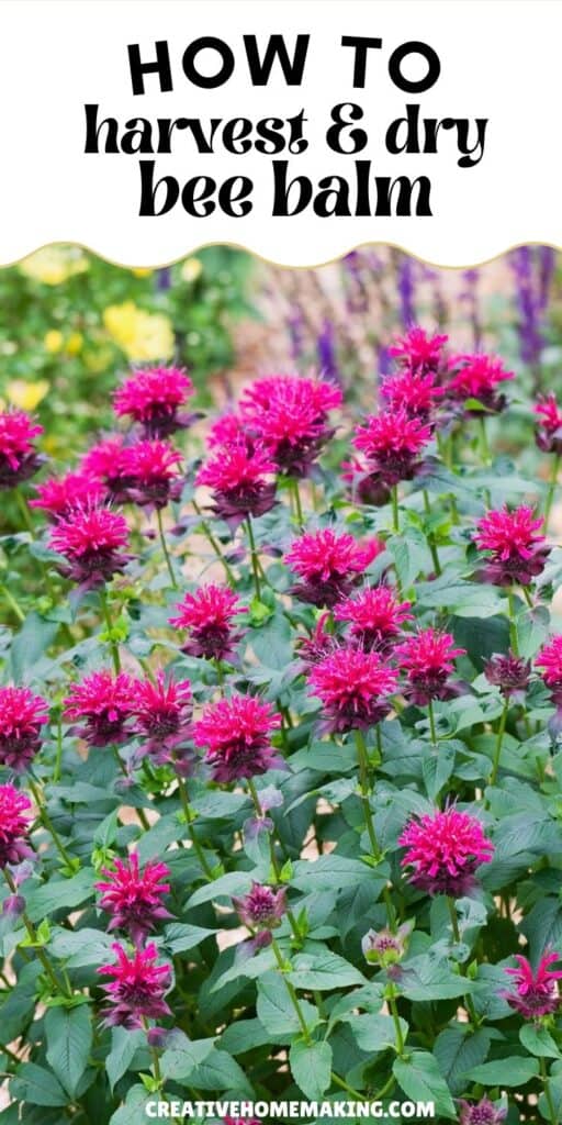 How to Harvest and Dry Bee Balm for Perfect Tea and Herbal Remedies ...