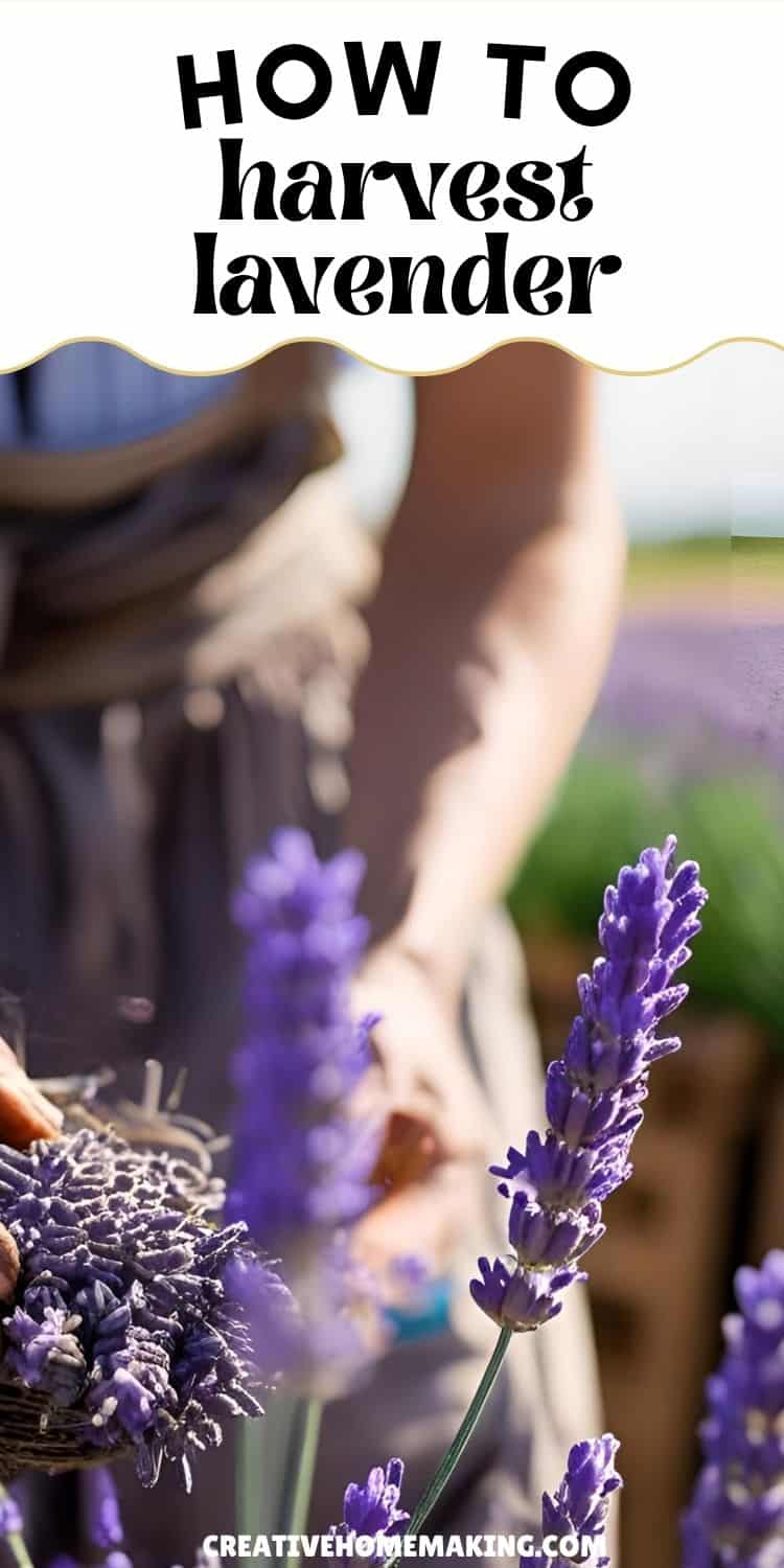 How to Harvest Lavender: A Simple Step-by-Step Guide - Creative Homemaking