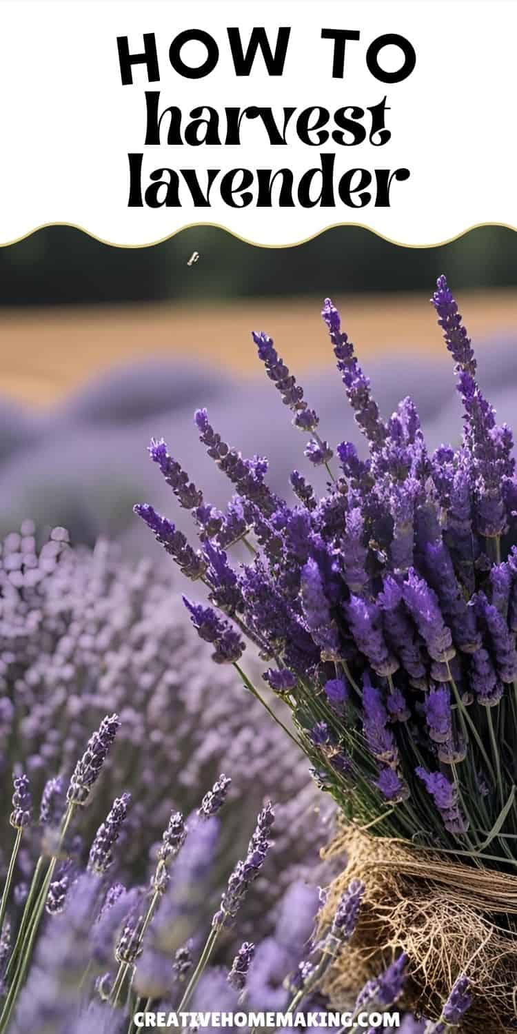 How to Harvest Lavender: A Simple Step-by-Step Guide - Creative Homemaking