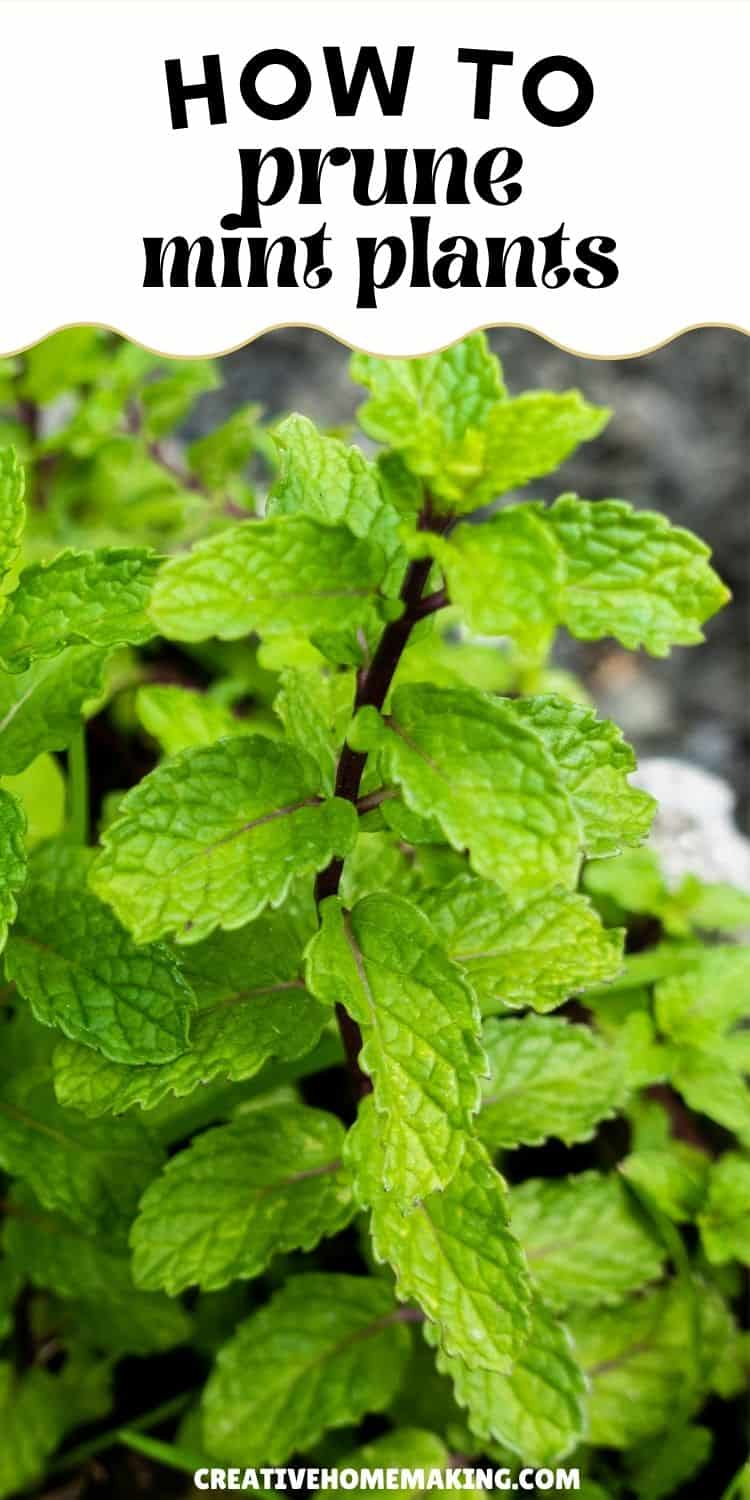 When and How to Prune Mint Plants for Best Results - Creative Homemaking