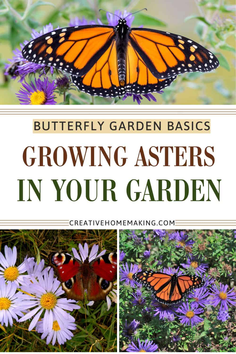 Guide to Growing Asters: Bring More Butterflies to Your Yard - Creative ...