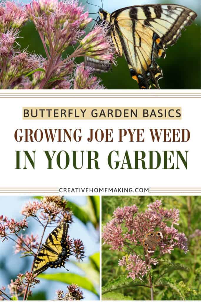 Top 11 Butterfly-Friendly Plants for Your Garden - Creative Homemaking