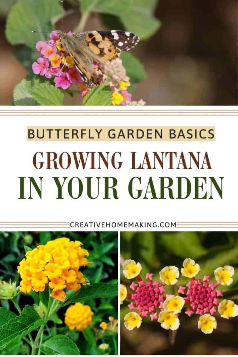 How to Grow Lantana for a Thriving Butterfly Garden - Creative Homemaking